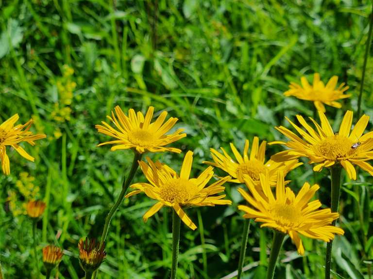 Albsteig: Von Laufen a.d. Eyach nach Spaichingen | Wanderung | Komoot