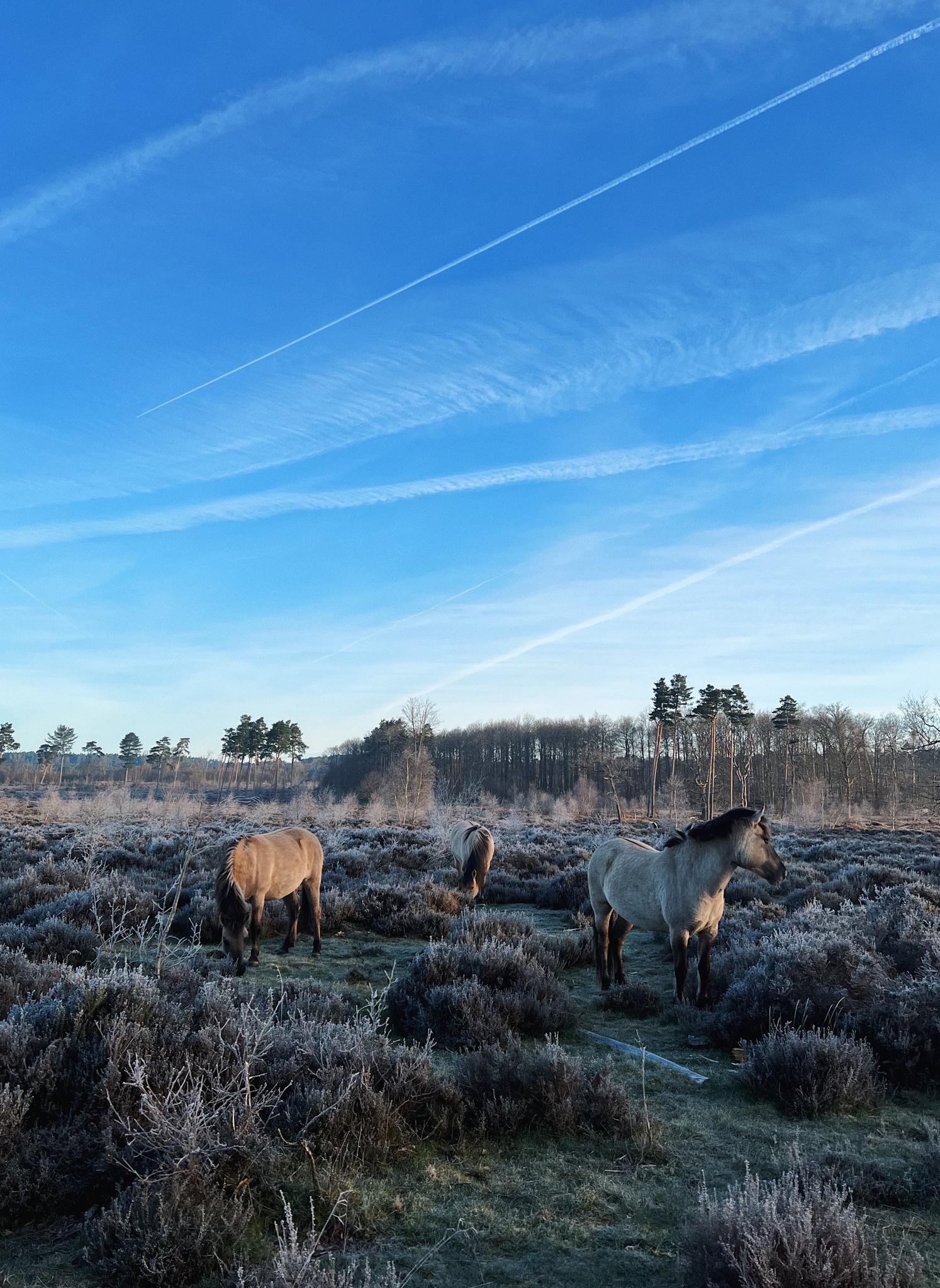 The King Alfred's Way | Komoot