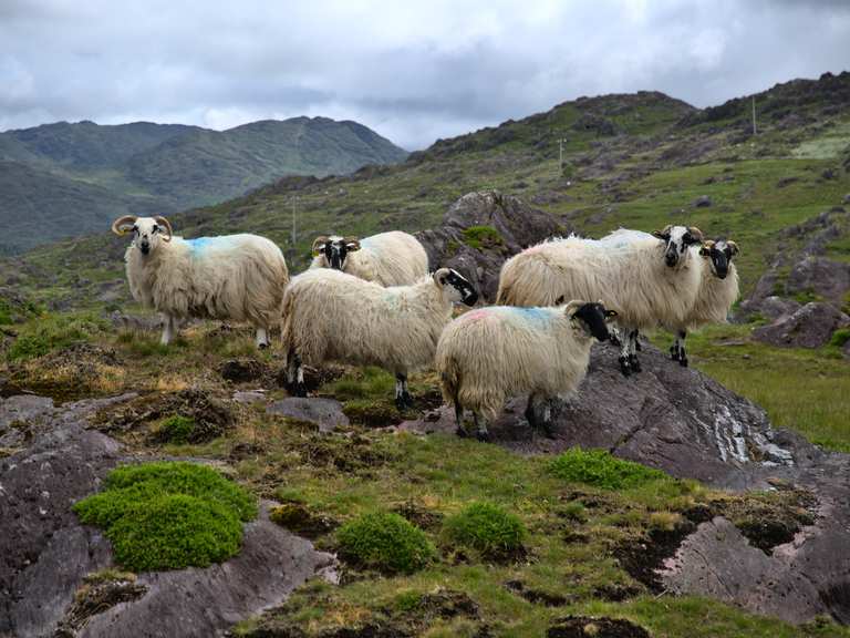 Beara Way - Tag 3 - Von Lauragh nach Eyeries | Wanderung | Komoot