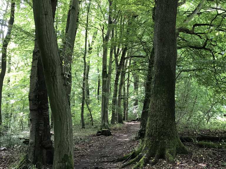 P11 - Niester Riesen Premiumweg | Wanderung | Komoot