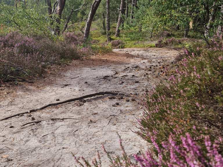 Landgoed Tongeren en Tongerense heide | Wanderung | Komoot