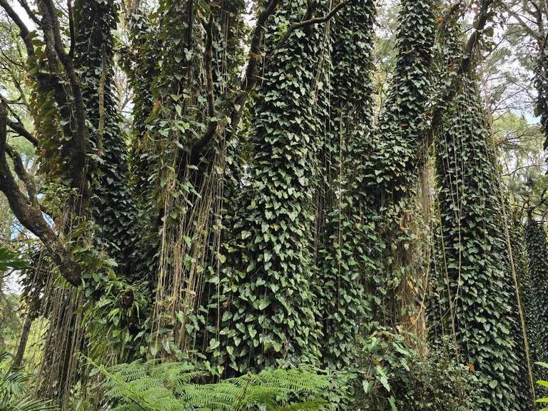 Mauritius 🇲🇺 Sophie Nature Walk | Tour | Komoot