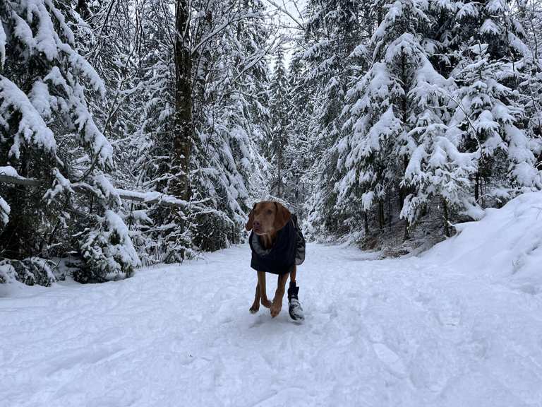 Winterwanderung Wasserweg Durachtobel - Gasthaus Waldschenke mit Mamale ...