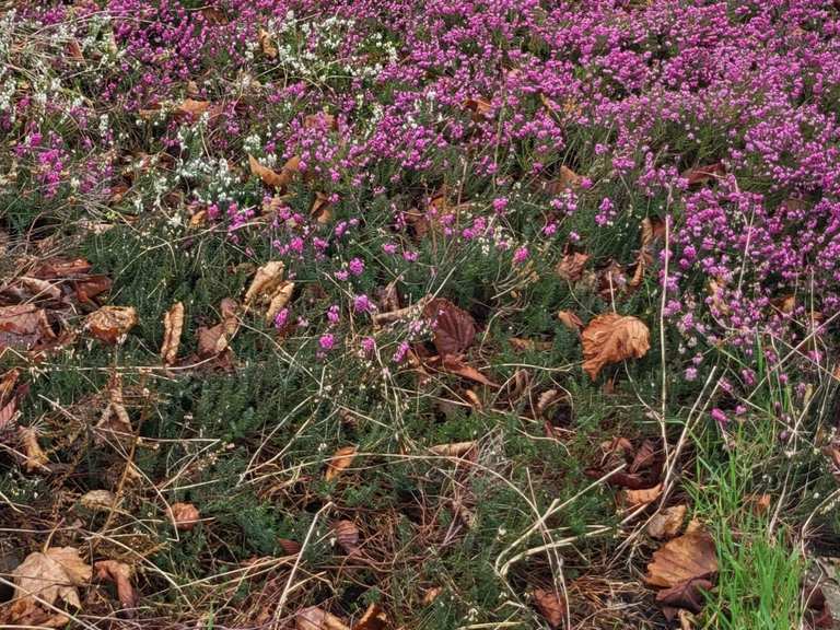 Mit Karin einen Fisch gelaufen 🐠 bei Werne | Wanderung | Komoot
