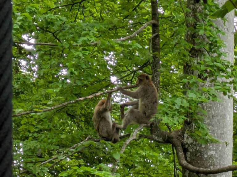 Affenberg Salem inkl.Treewalk | Tour | Komoot