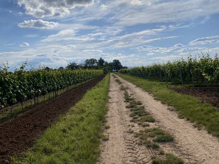 Grü - Worms - Grü | Fahrradtour | Komoot