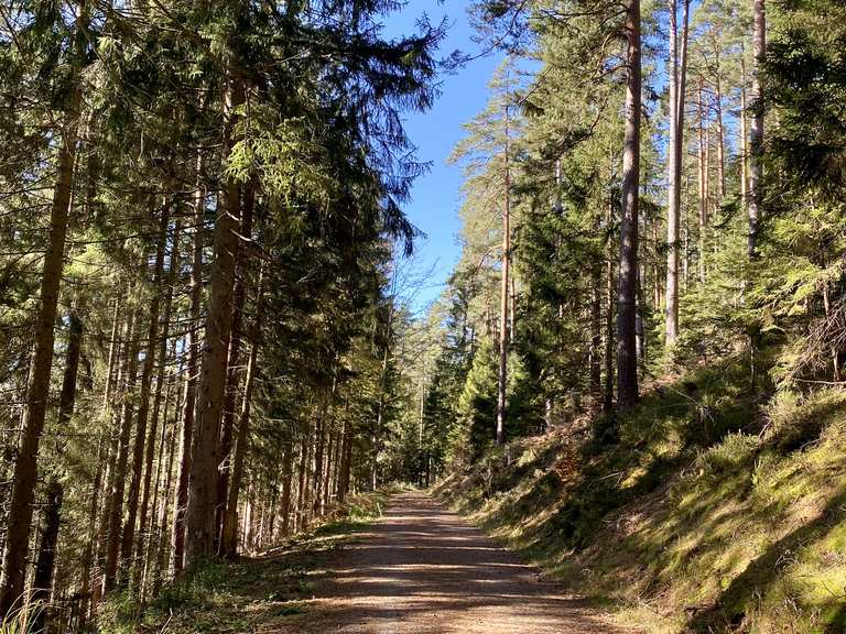 a forest mighty black | Komoot