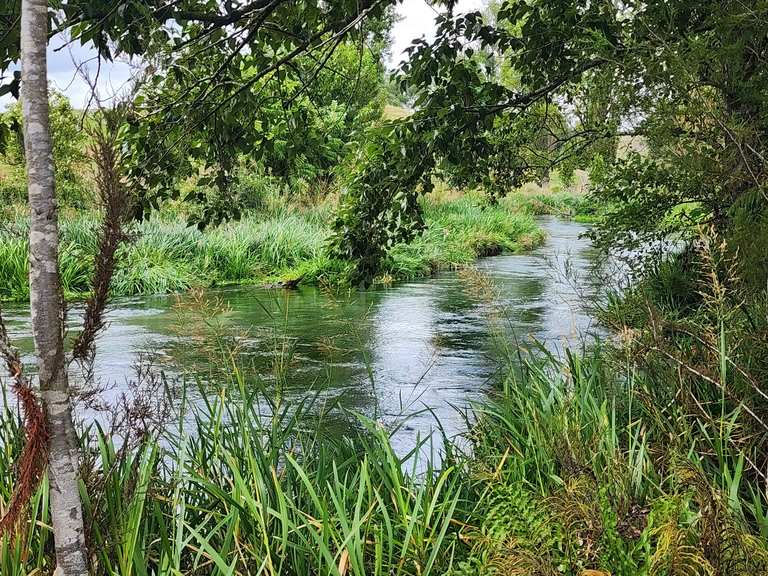 N. Island New Zealand. Waihu Blue Springs track | Wanderung | Komoot
