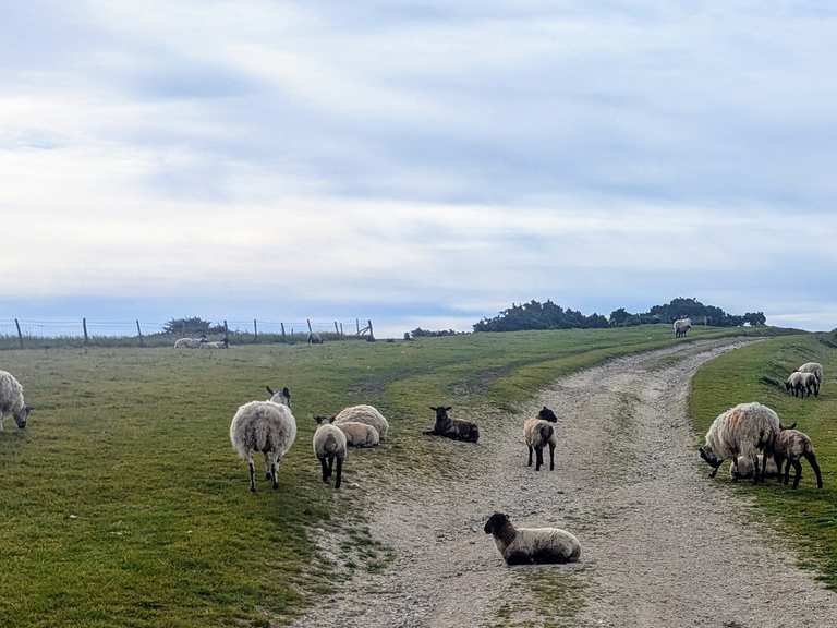 South Downs Way - Stage 8 - From Alciston to Old Town | Wanderung | Komoot