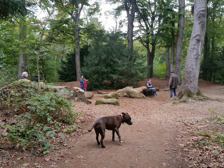 Aaper Wald in Düsseldorf: Frauensteine und Segelfluggelände 🐶🐕 ...