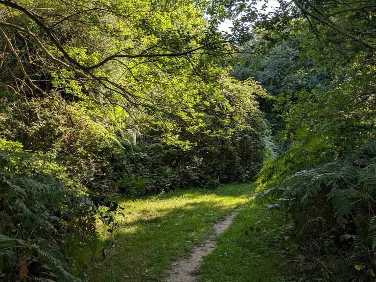 Pre-Norfolk wedding hike: Bure Valley Path loop from Coltishall ...