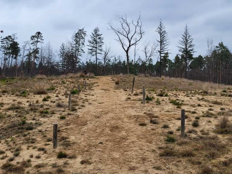Sanddünen im Winter 🏝 ab Walldorf durch den Schwetzinger Hardt 🤩🥾 ...