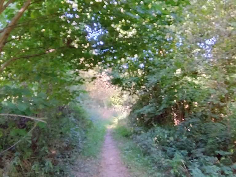 Traumschleife Arten-Reich - Heidenburg | Wanderung | Komoot