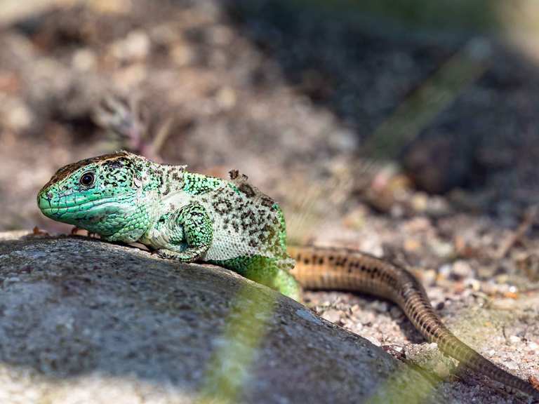 Winterthur -😉 Eschenbergturm 🐅 Wildpark🦬🦎 Bruderhaus🌻 (CH) | Wanderung ...