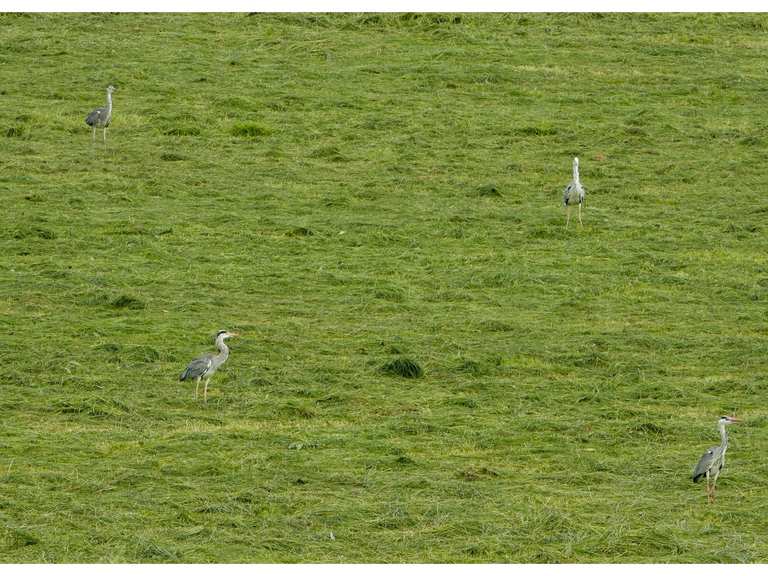 Orchideen am Iberg | Wanderung | Komoot