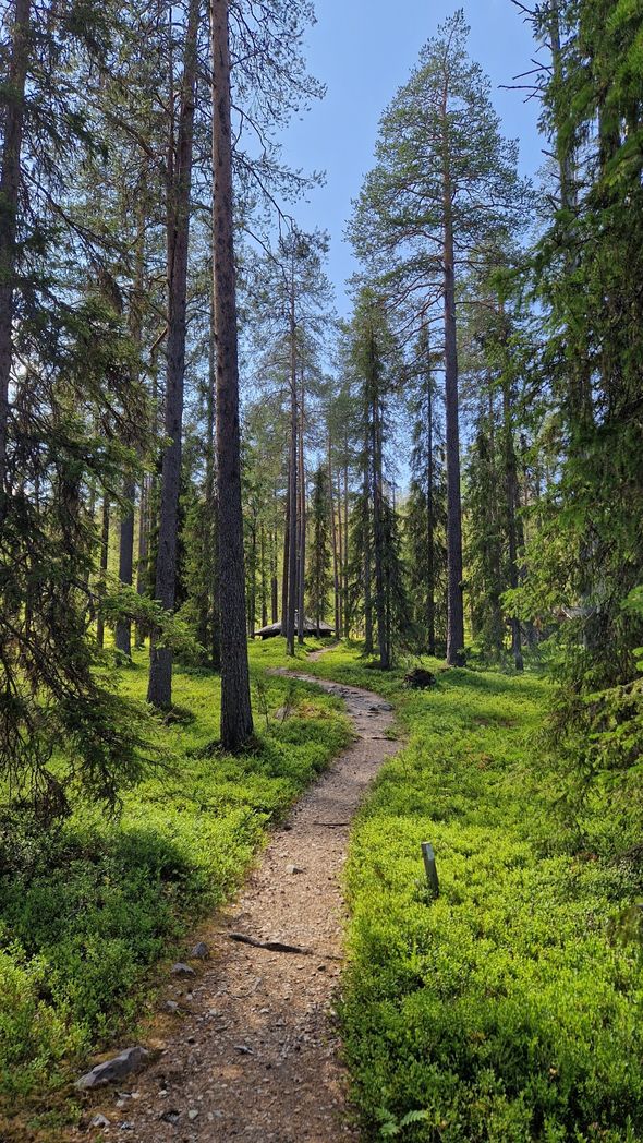 Faire du vélo autour de Ukko-Luosto – Pyhä-Luosto National Park | Tour ...