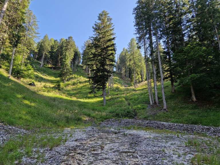Escursione ad anello per le strade dei boscaioli di S. Vito di Cadore ...