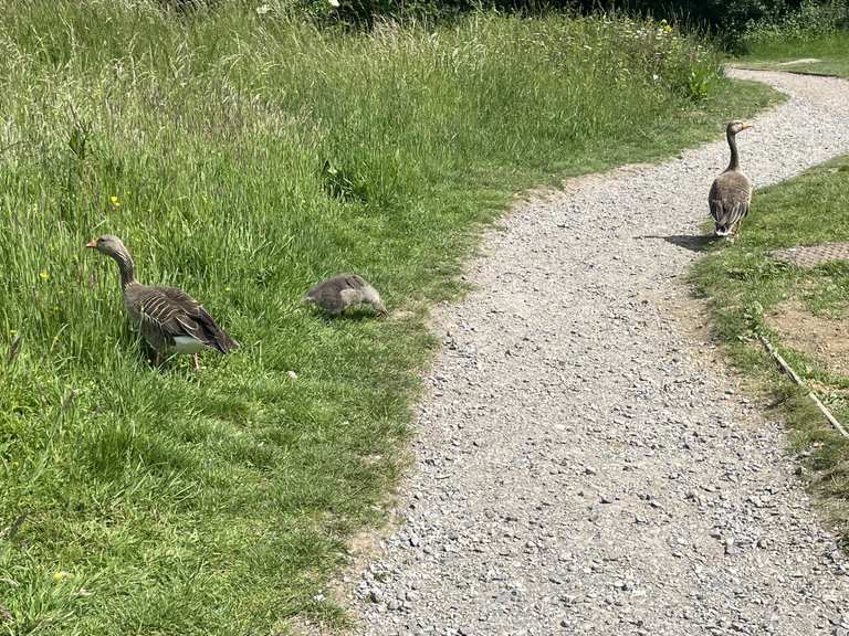 🇬🇧 Südengland 3. Tag: Chartwell Park and House Churchill | Wanderung ...