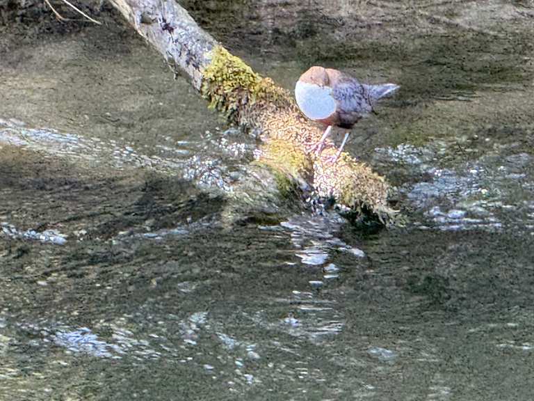 Kuhschellen-Tour 🌸🌺 mit Karl-Heinz 🚴‍♂️🚴‍♂️ ☀️ dabei Emma & Emanuel 🤩 ...