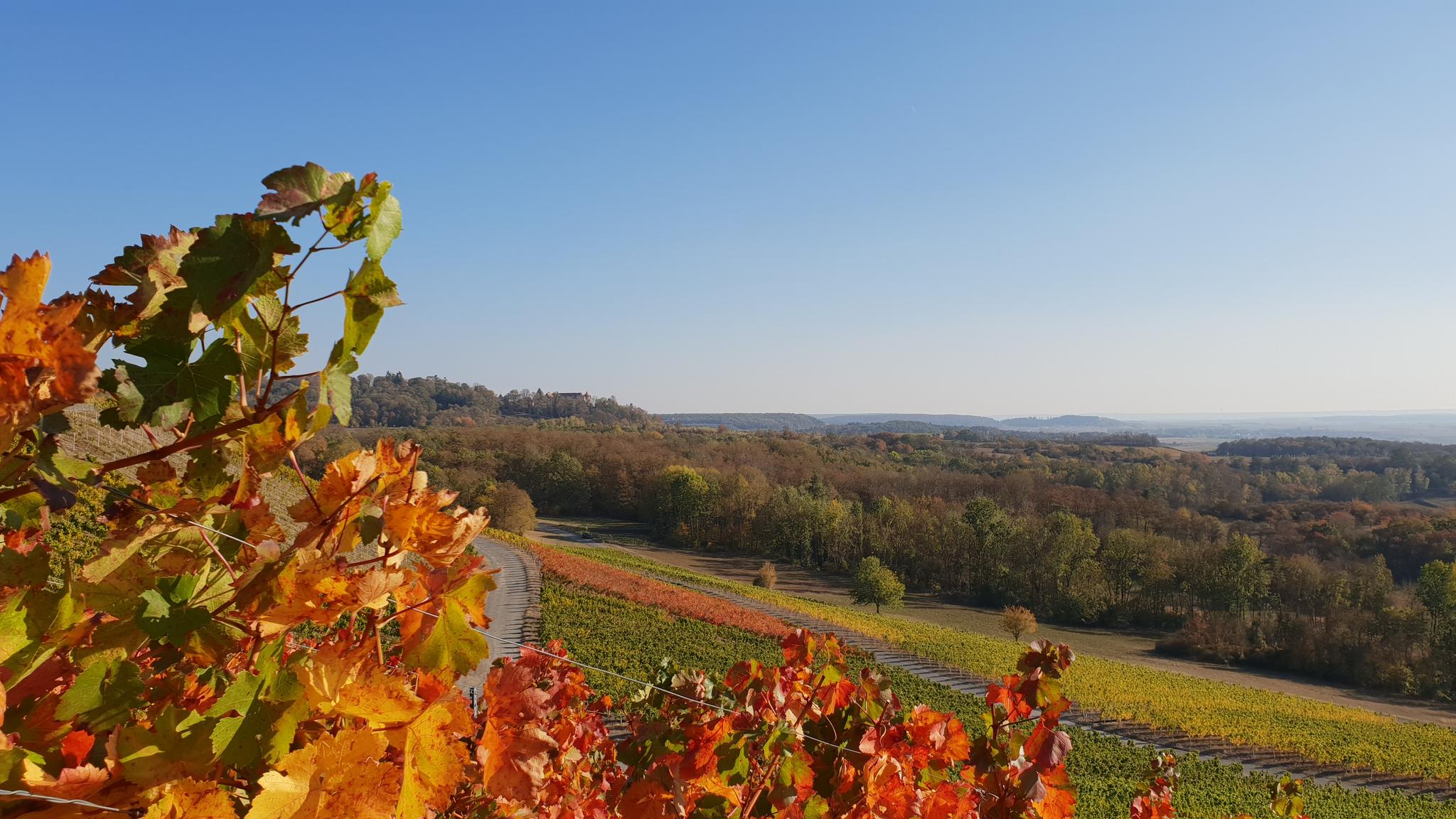 Steigerwald-Panoramaweg in 6 Etappen | Komoot