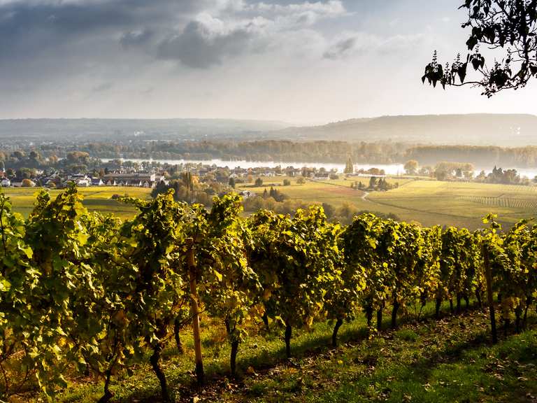 Die 10 schönsten Wanderungen im Rheingau | Komoot