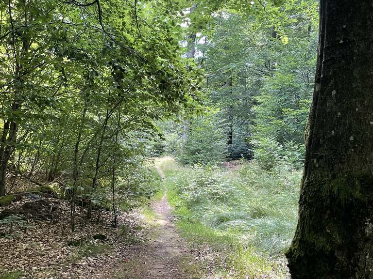 Rohrberg / Hasseltal / Torhaus Aurora / Breitsol / Heunweg | hike | Komoot
