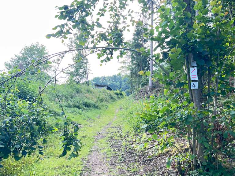 🥾 Von Wiesthal hinauf auf die Weikertswiese und weiter zum ...