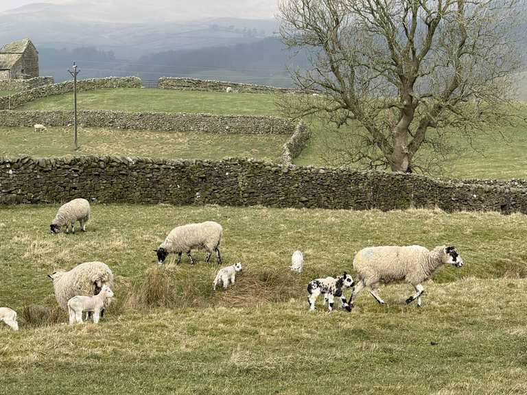 Frolicking Lambs!! Hawes - Gayle - Burtersett loop | Wanderung | Komoot