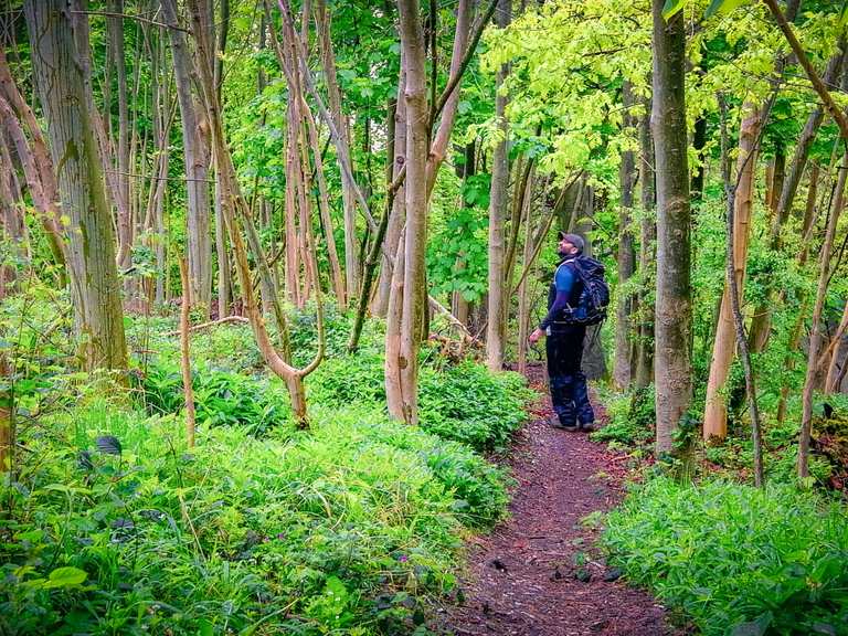Unforgettable trails – serene wilderness in the Chiltern Hills | Hiking ...