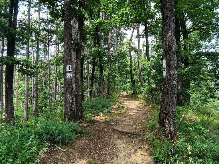 Medvednica (loop from Gračani - Leustekova staza - PD Grofica - Sljeme ...