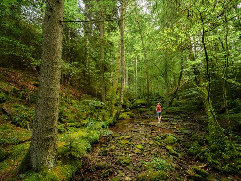 Superb adventures – the best hiking Tours in the Northern Black Forest ...