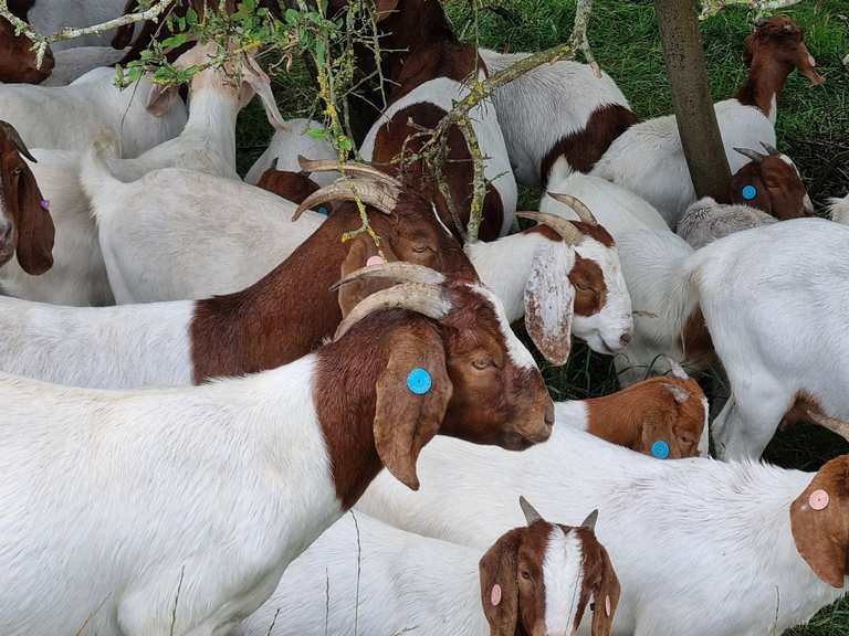 Hike around Alfriston, hot lips himalayan balsam and boer goats ...