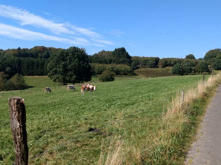 Wiehltalsperre Nespen (Krombacher Insel) | Wanderung | Komoot