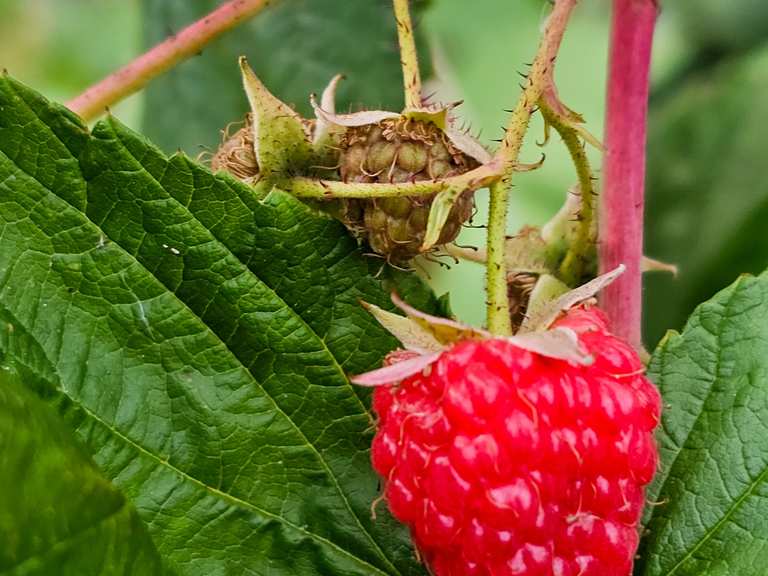 🌿 Ortenau 📍Oberkirch🍷 Brennersteig 🍾 | Wanderung | Komoot