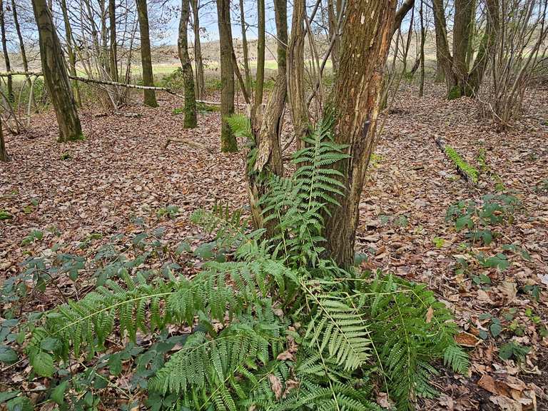 Naturschutzgebiet Rode Beek | Wanderung | Komoot