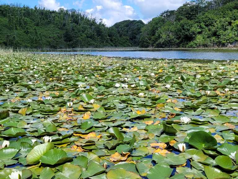 Bosherston Lily Ponds & Barafundle Bay 🏴󠁧󠁢󠁷󠁬󠁳󠁿 | Wanderung | Komoot