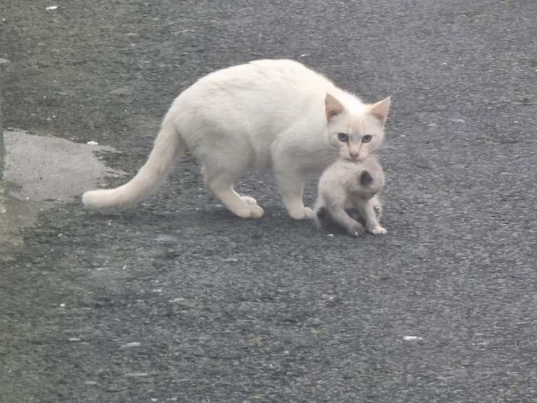 🇵🇹 Azoren, Terceira: Pedra Furada da Serra da Ribeirinha oder The Fog ...