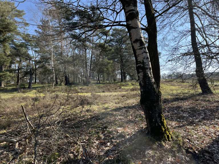Lüneburger Heide - Behringer Heide im Sonnenschein | Wanderung | Komoot
