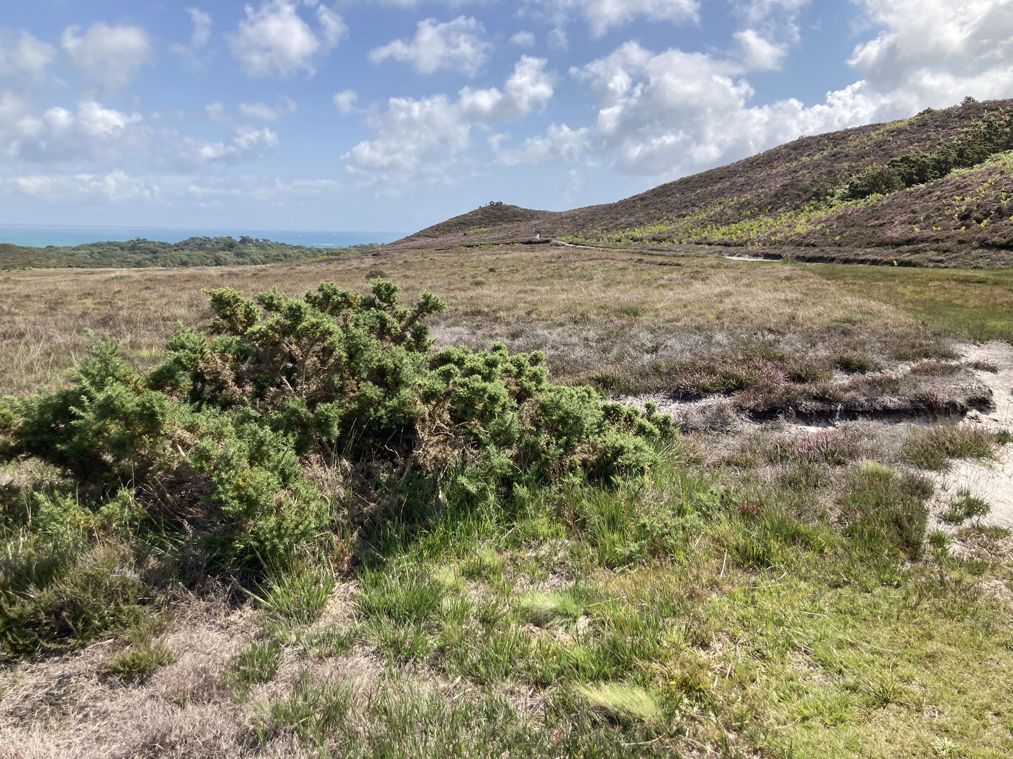 Poole Harbour loop - Dorset | ride | Komoot