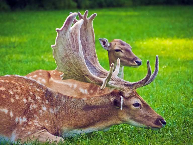 Wildlife parks — safari in Germany | Hiking Collection by komoot