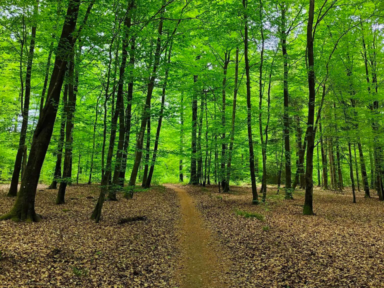 Between Lesse and Lomme - Discover the great Ardennes Forest | Hiking ...