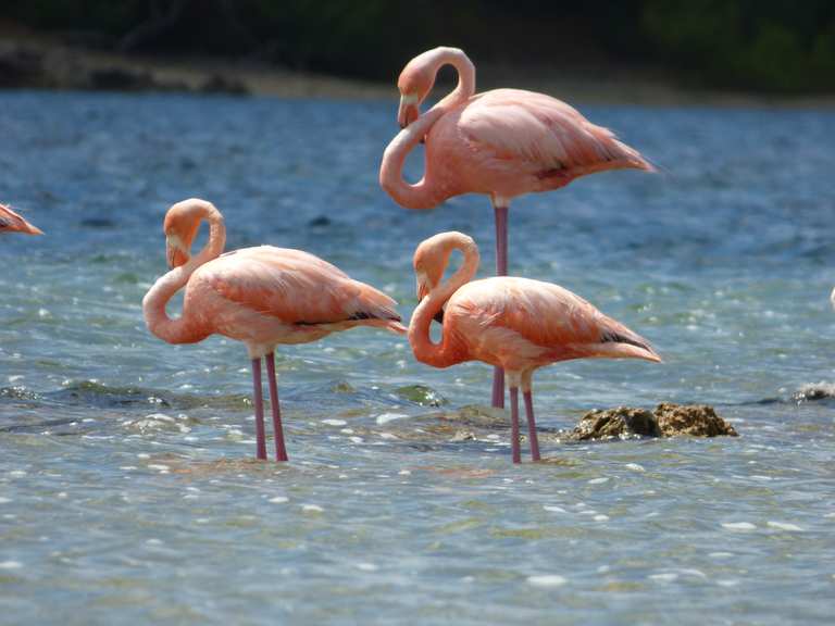 🇨🇼 Den Dunki Trail - Curacao | wandeling | Komoot