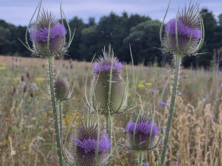 Moorpfad - Kellerwaldturm - Densberg - Gilsatal - Jesberg | Wanderung ...