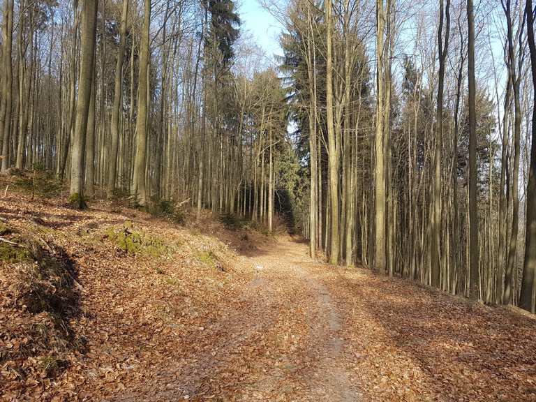 Die 10 schönsten Wanderungen rund um Bad König | Komoot