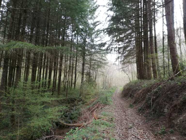 Top 10 randonnées et balades autour de Cenves | Komoot