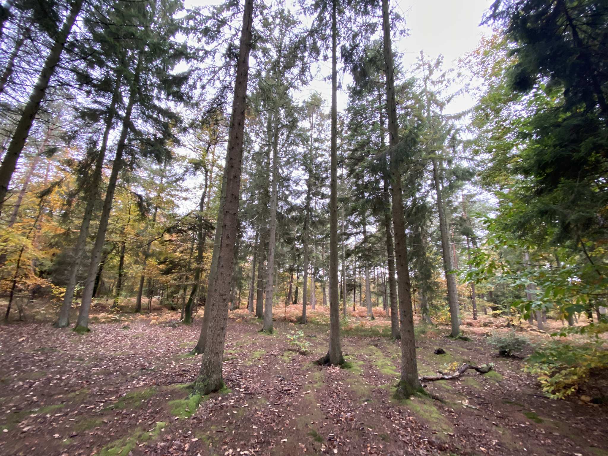 De 20 mooiste wandelroutes rond Reims | Komoot