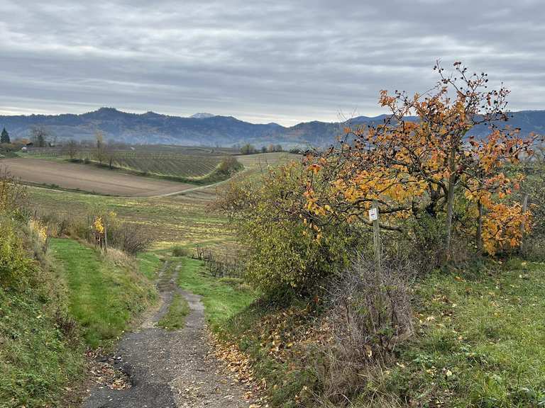 Die 10 schönsten Wanderungen rund um Buggingen | Komoot