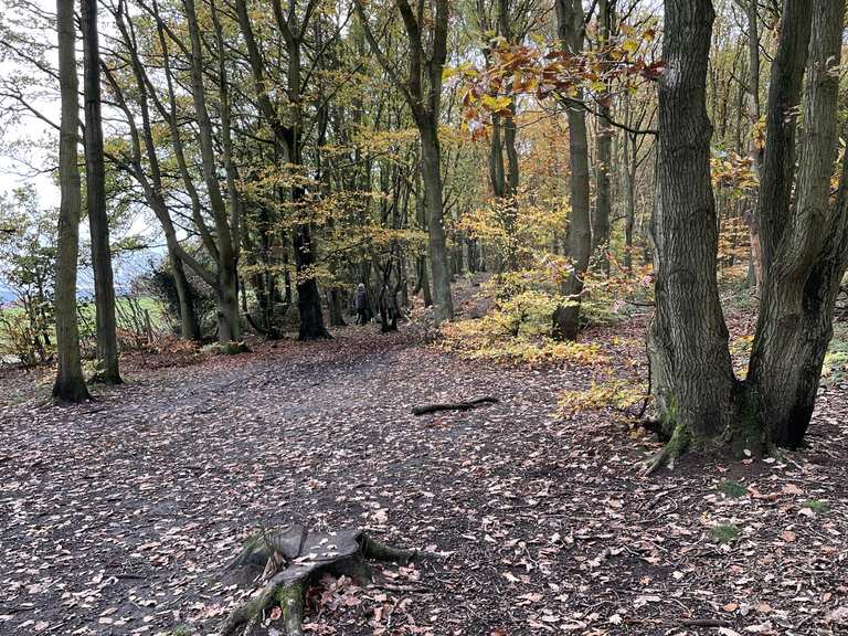 Die 10 schönsten Wanderungen rund um Wickersley | Komoot