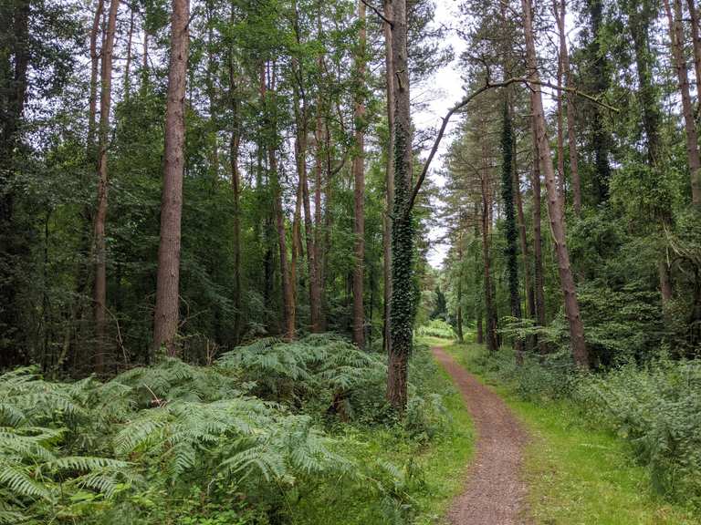 Top 10 Hikes and Walks around Lydbrook | Komoot