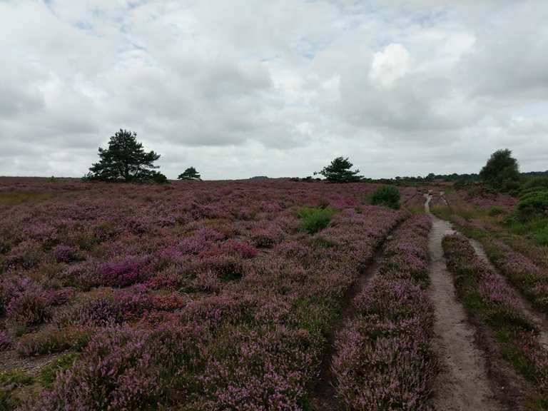 Top 16 Hikes and Walks around West Moors | Komoot